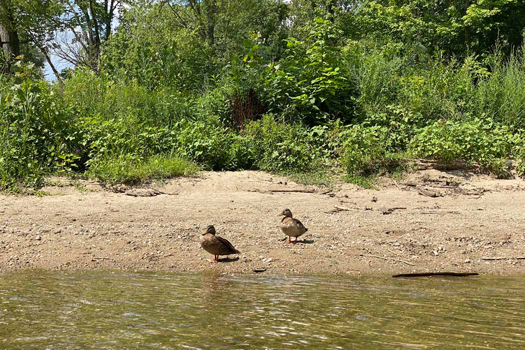 Clinton River Kayak. An Easy 2 Hour Paddle Everyone Can Do
